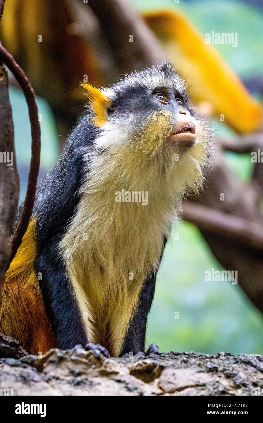 Cute looking Wolf's mona monkey portrait close up Stock Photo - Alamy