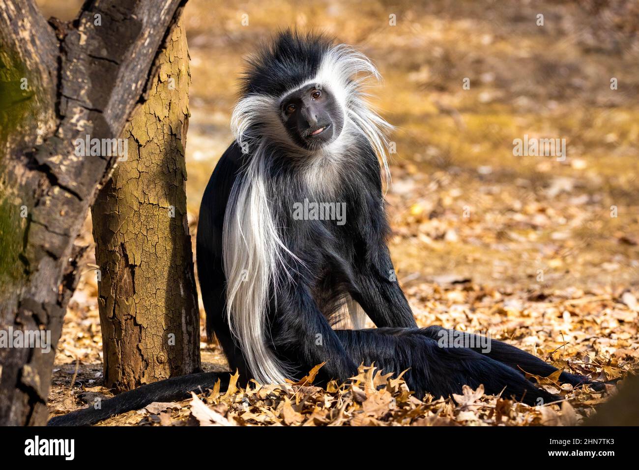 Monkey under the sun hi-res stock photography and images - Alamy