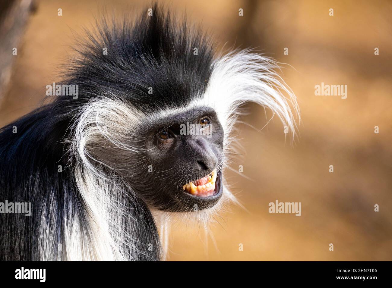 Angry colobus monkey close up portrait with big teeth Stock Photo - Alamy