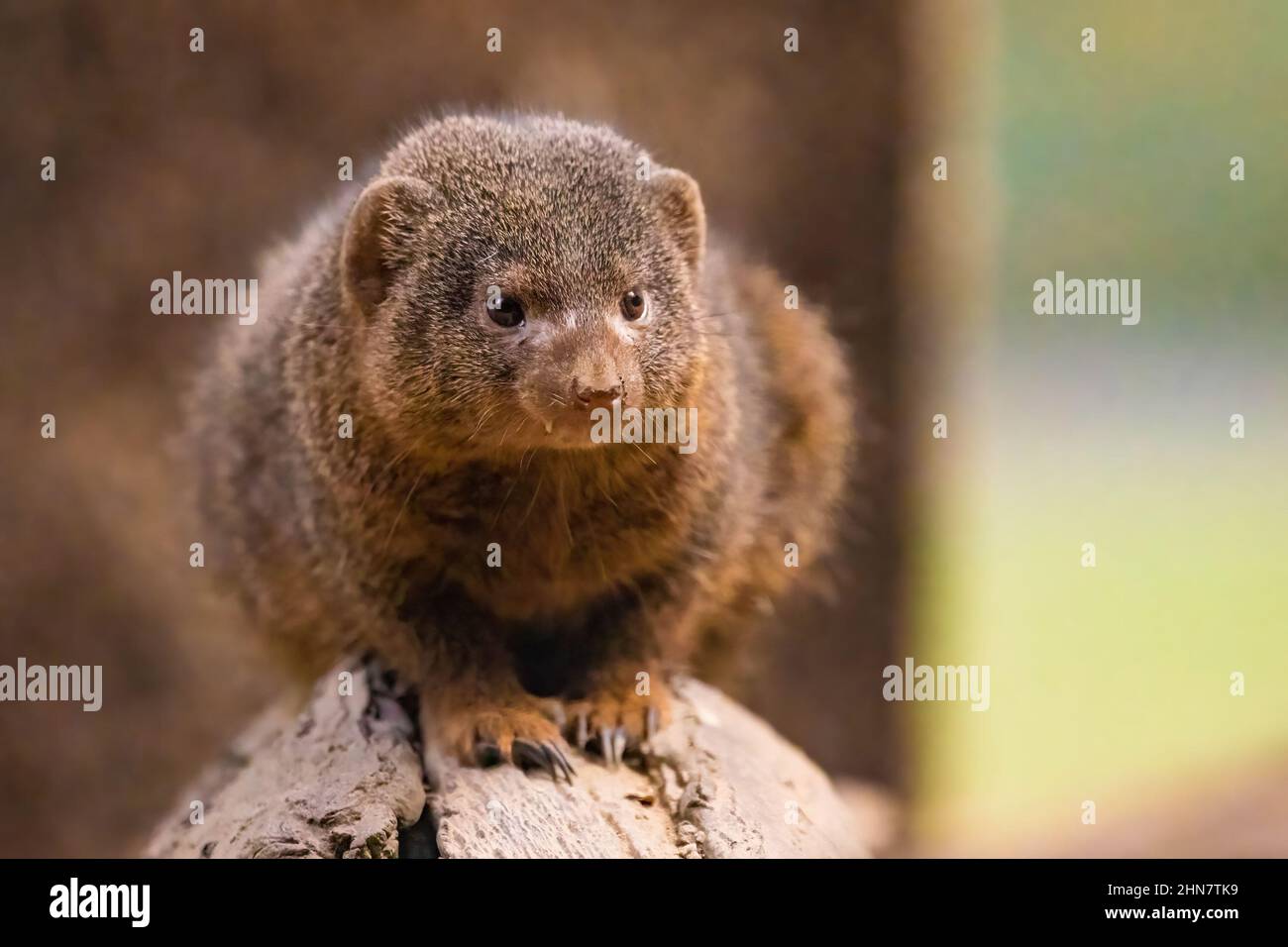 Cute mongoose close up portrait sitting on the rock Stock Photo - Alamy