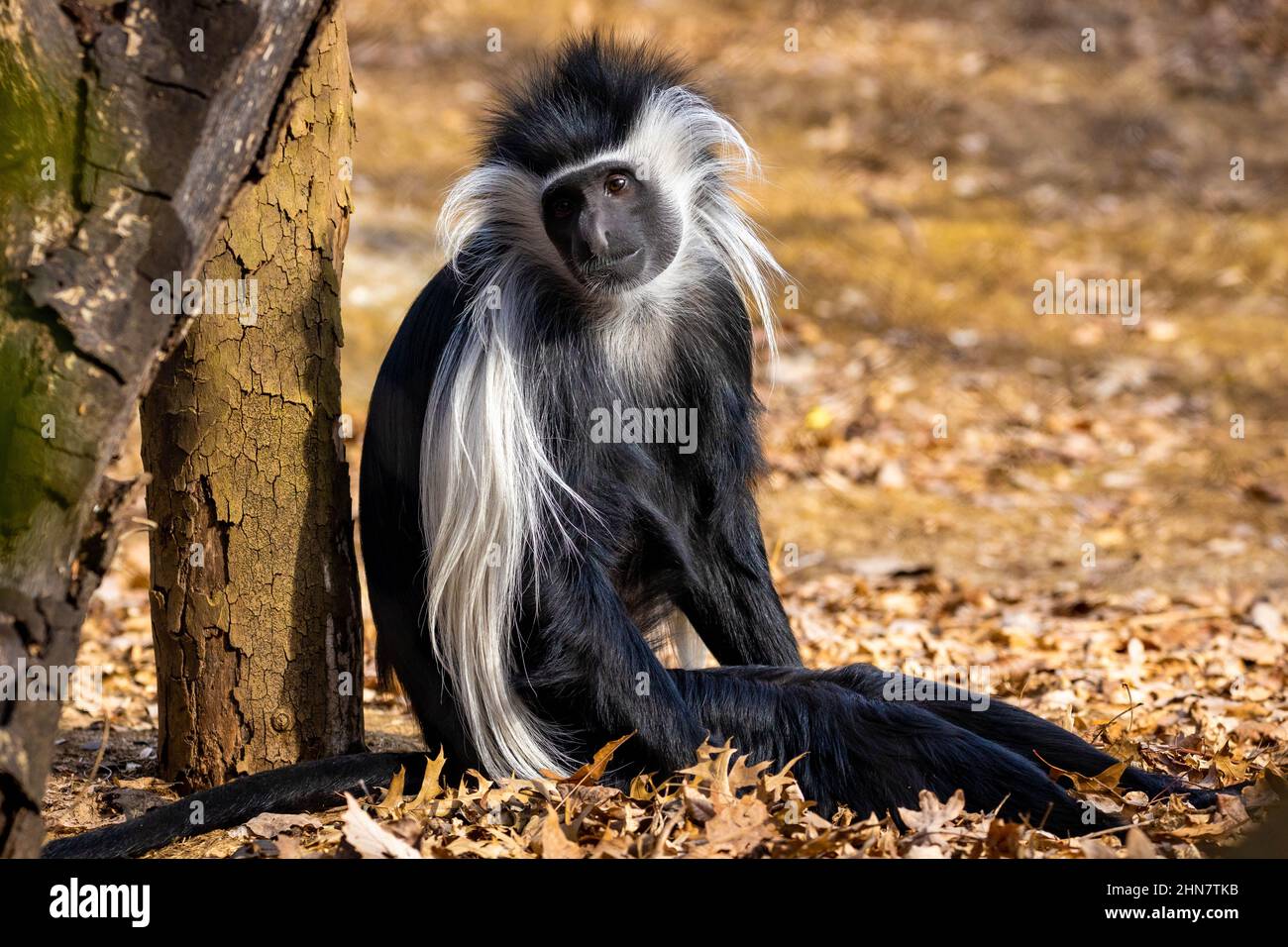 Cute colobus monkey sitting under tree portrait enjoying the sun Stock Photo - Alamy