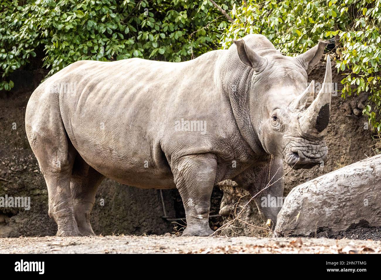 Big white rhino portrait close up with two horns at day Stock Photo - Alamy