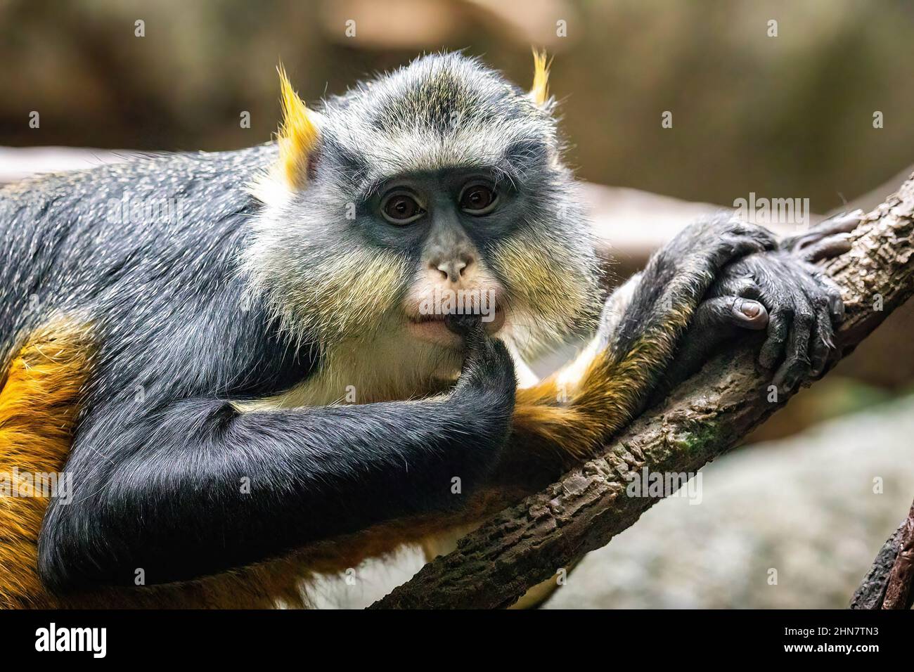 Cute looking Wolf's mona monkey portrait close up Stock Photo - Alamy