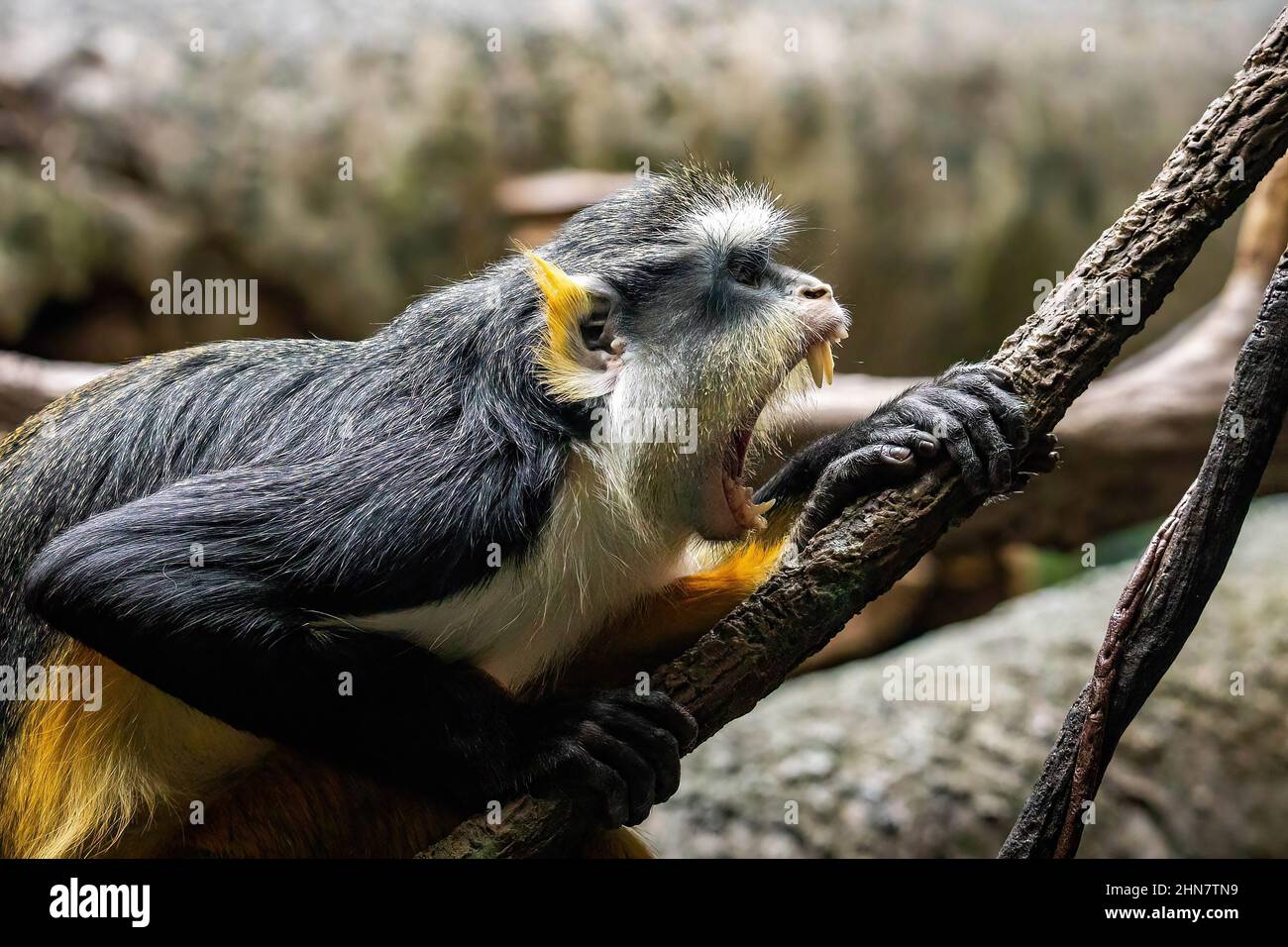 Angry looking Wolf's mona monkeys showing teeth portrait Stock Photo ...