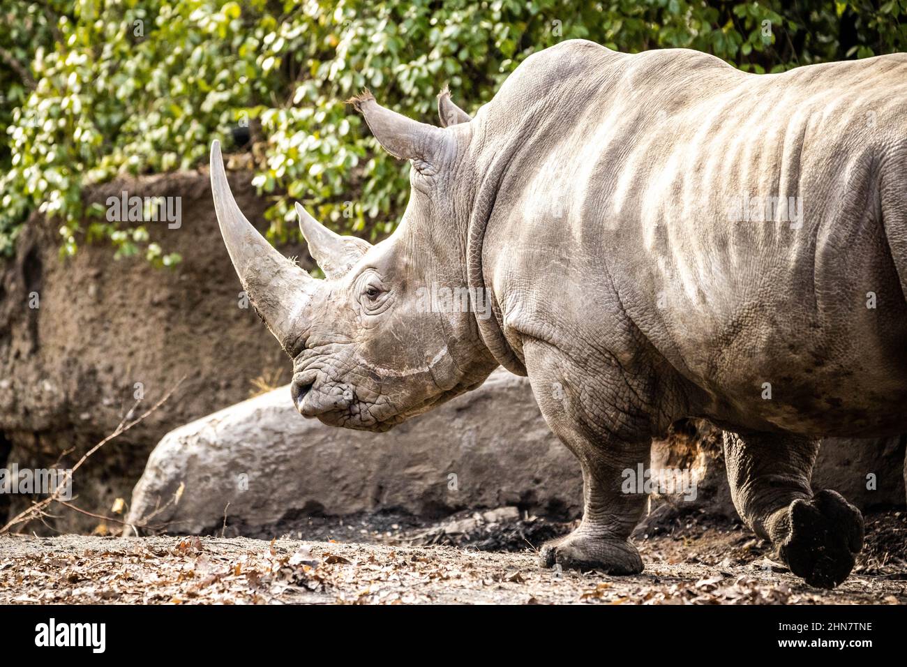 Big white rhino portrait close up with two horns at day Stock Photo - Alamy