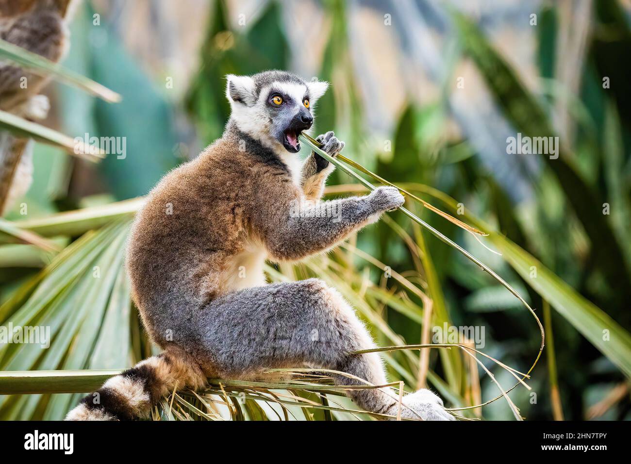 Madagascar Movie Baby Lemur