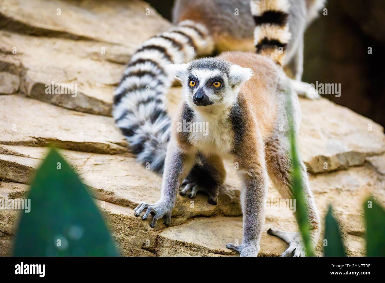 Cute Madagascar ring-tailed lemur portrait natural habitat Stock Photo ...