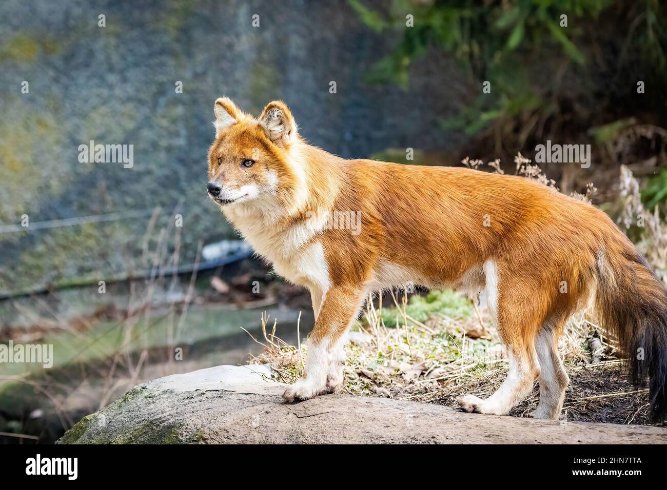 Dhole hi-res stock photography and images - Alamy