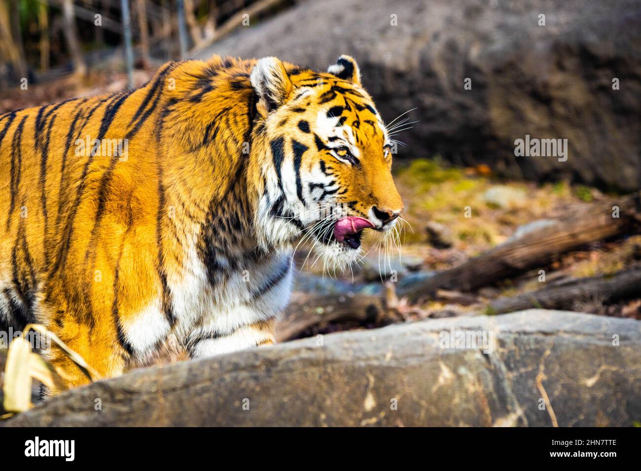 Year of the water tiger hi-res stock photography and images - Alamy