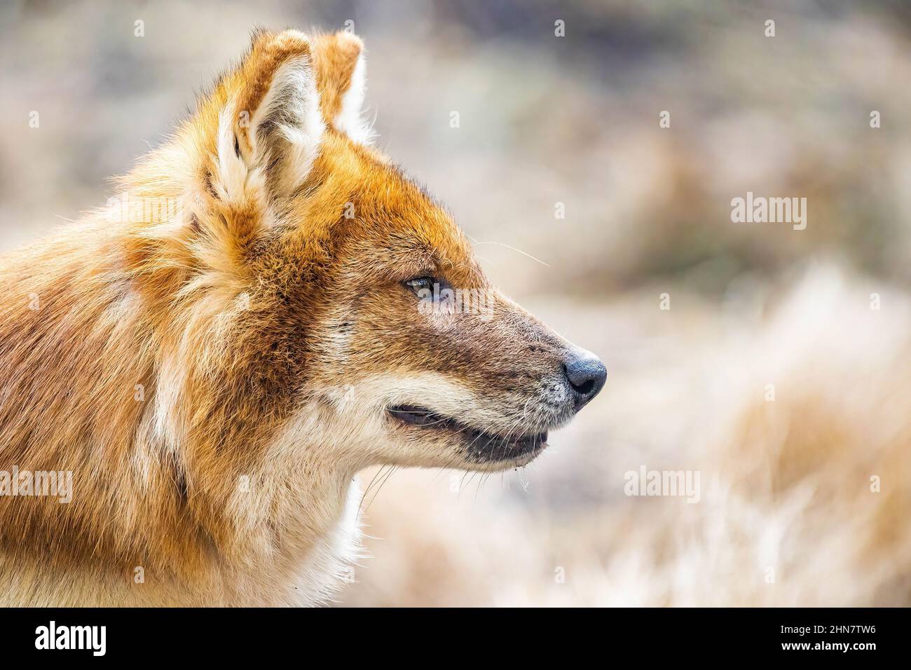 Beautiful dhole wild dog head portrait close up Stock Photo - Alamy