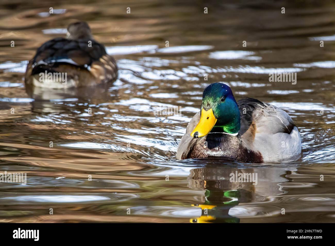Cute mallard male duck swimming portrait close up Stock Photo - Alamy