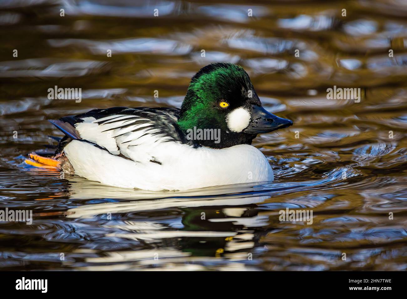 Common goldeneye cute duck close up portrait in water Stock Photo - Alamy