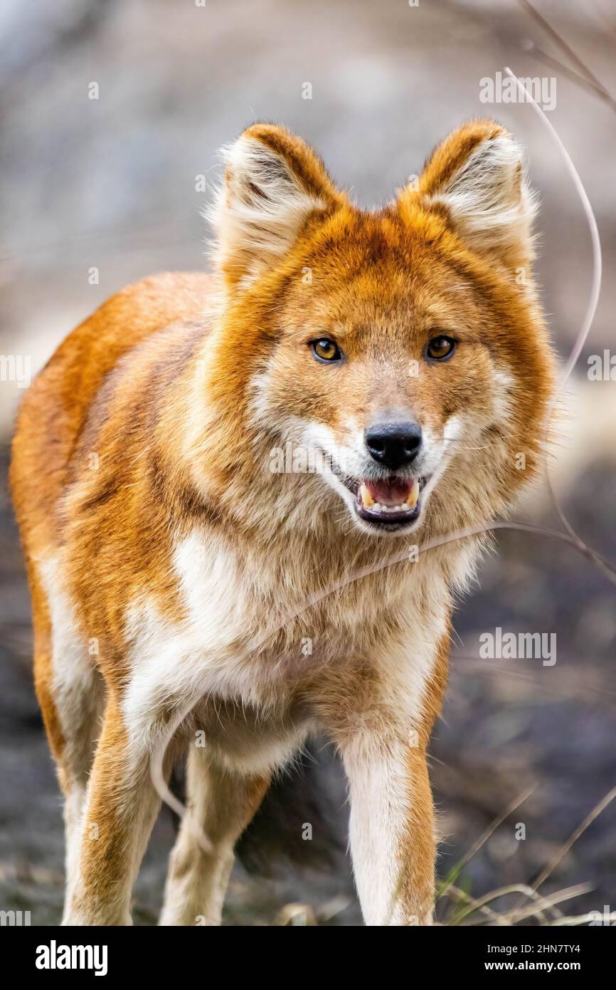 Dhole cute hi-res stock photography and images - Alamy