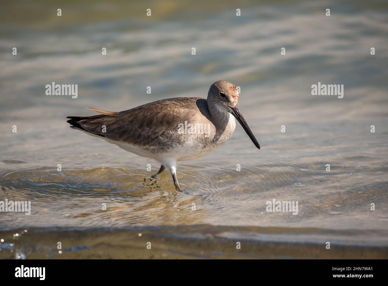 Willet flying hi-res stock photography and images - Alamy