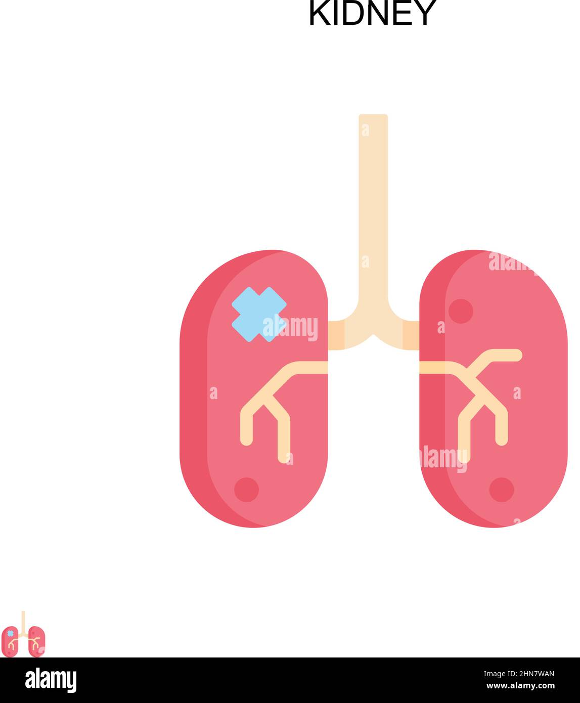 Kidney Simple vector icon. Illustration symbol design template for web ...