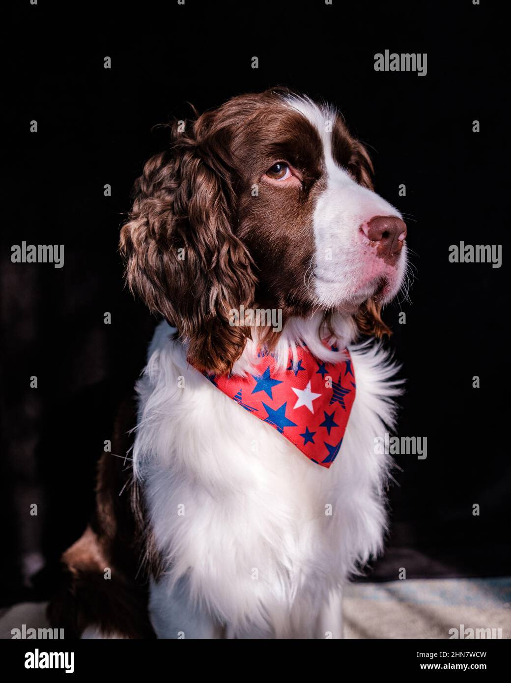 English Springer Spaniel with red band Stock Photo - Alamy