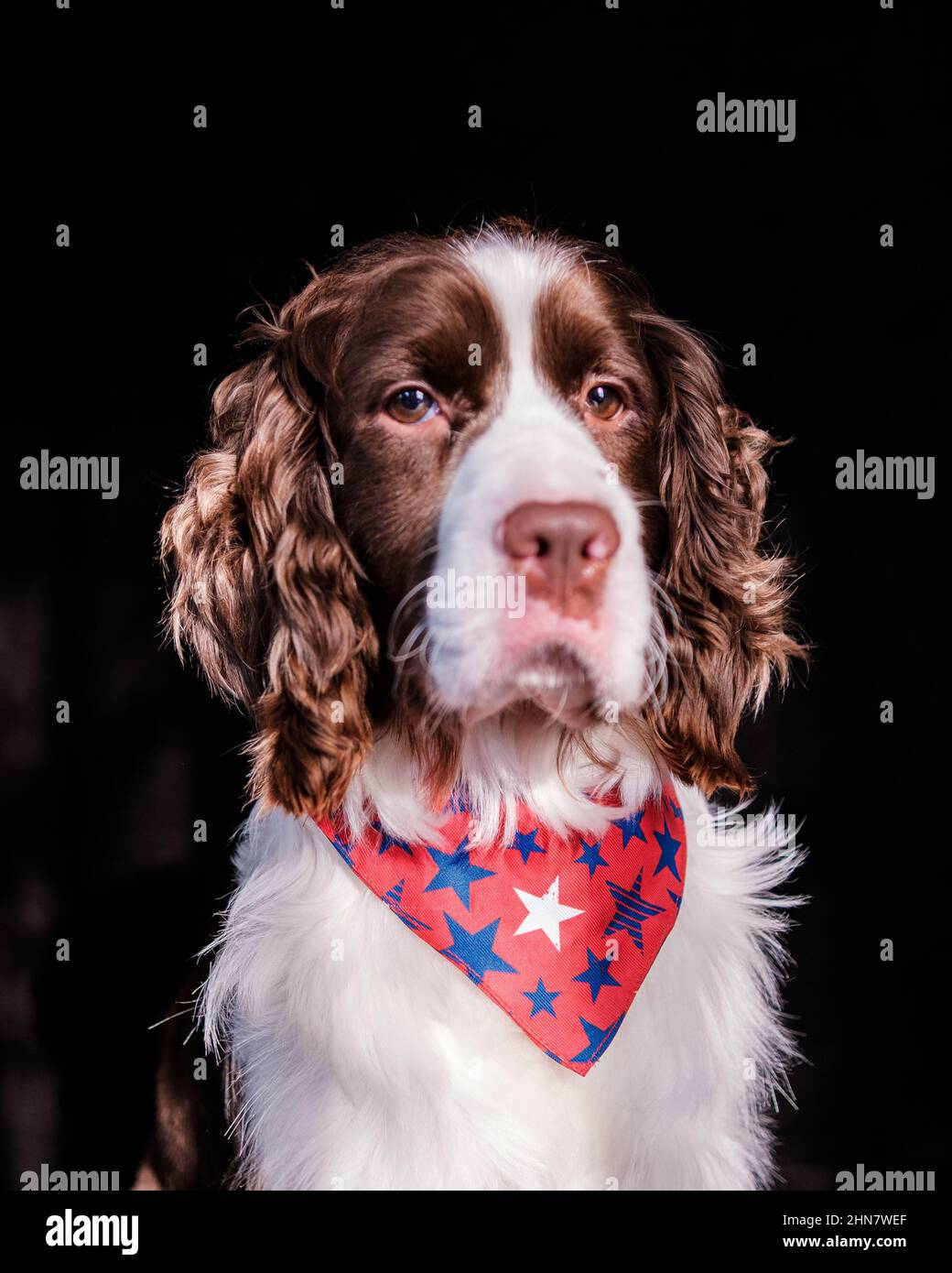 English Springer Spaniel with red band Stock Photo - Alamy