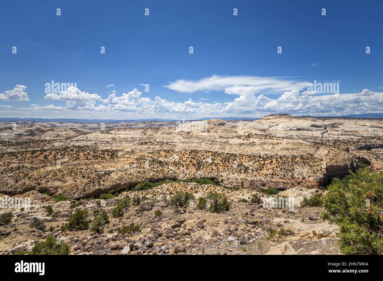 Dixie National Forest in Utah Stock Photo - Alamy