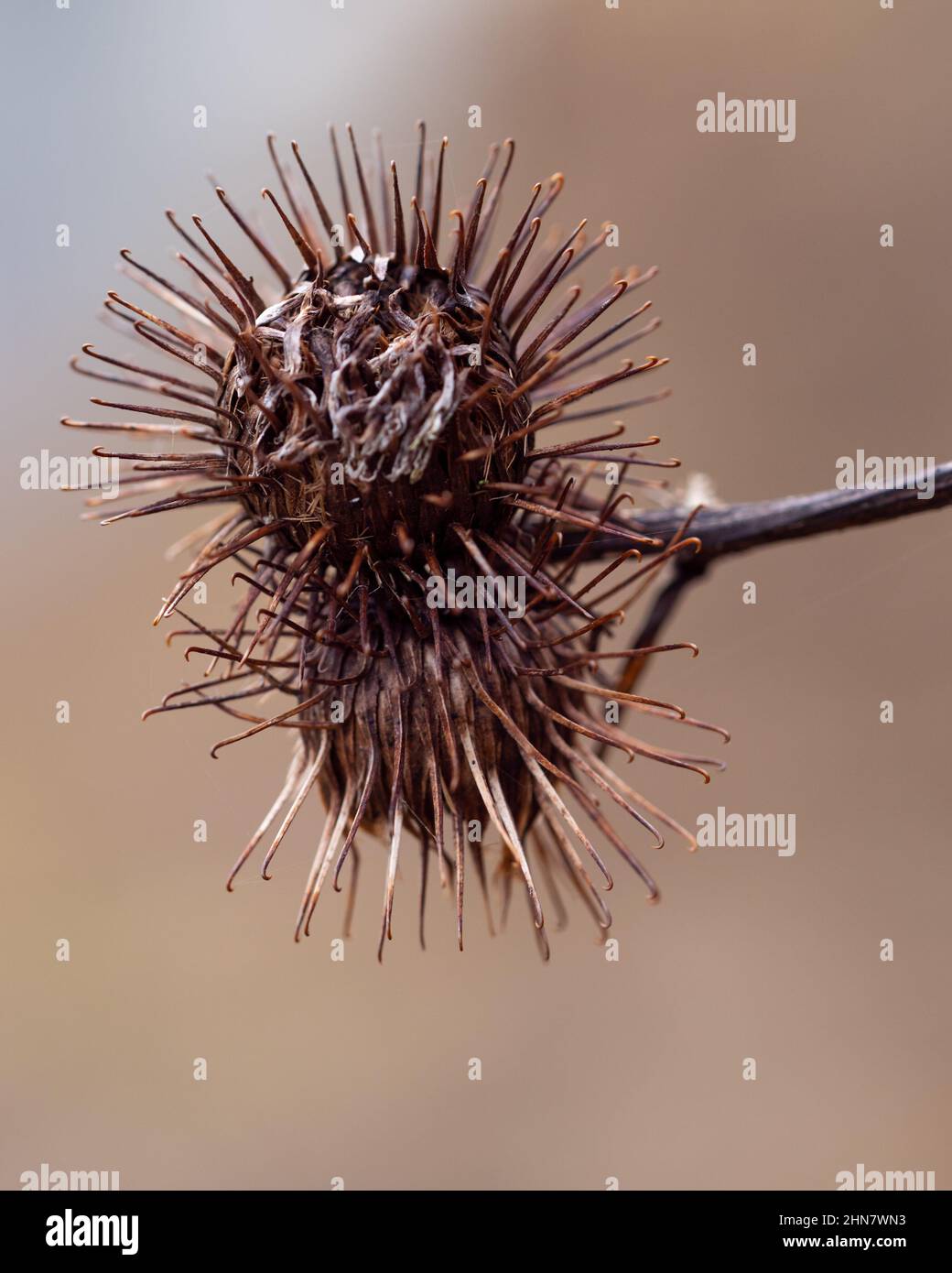 Close up macro focus shot of dry seeds burdock heads with hooks on a ...