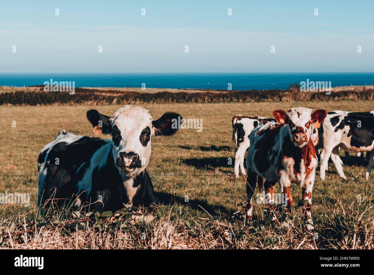 Cattle on the pasture field Stock Photo - Alamy