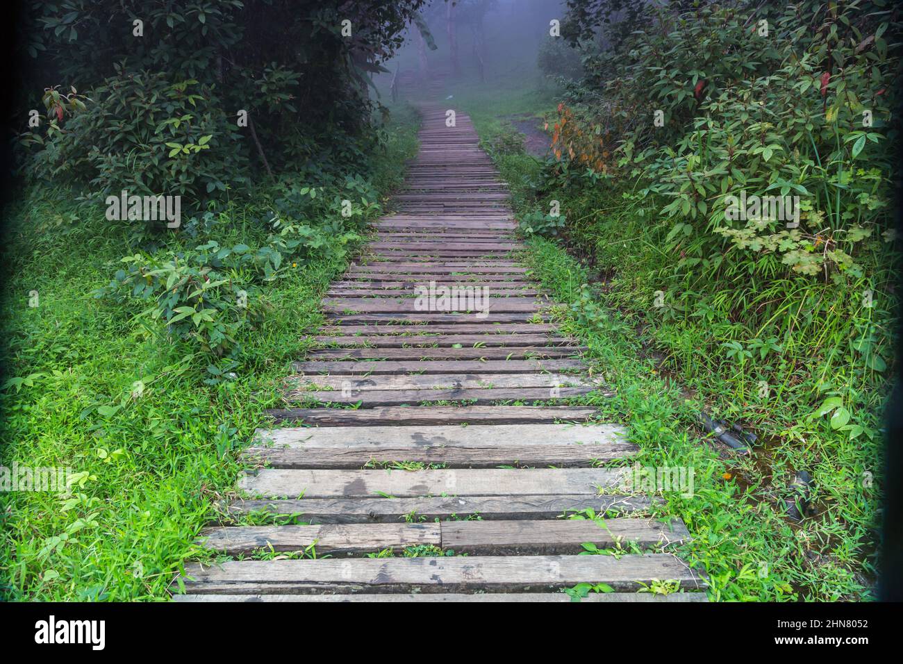 Wood bridge to nature background Stock Photo - Alamy