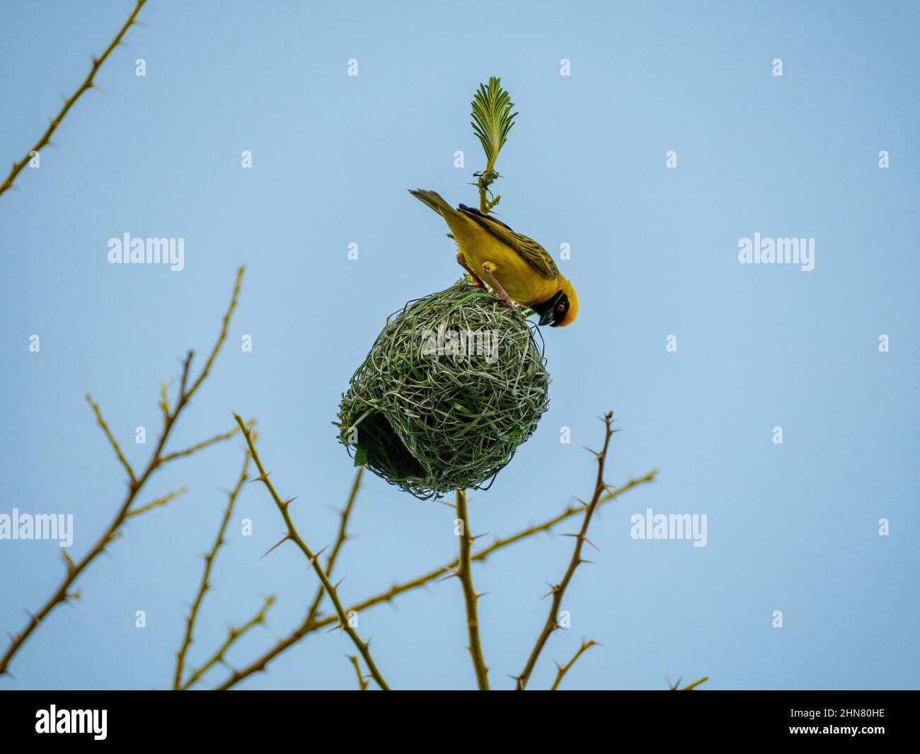 Low angle shot of a weaver bird on a round green nest Stock Photo - Alamy