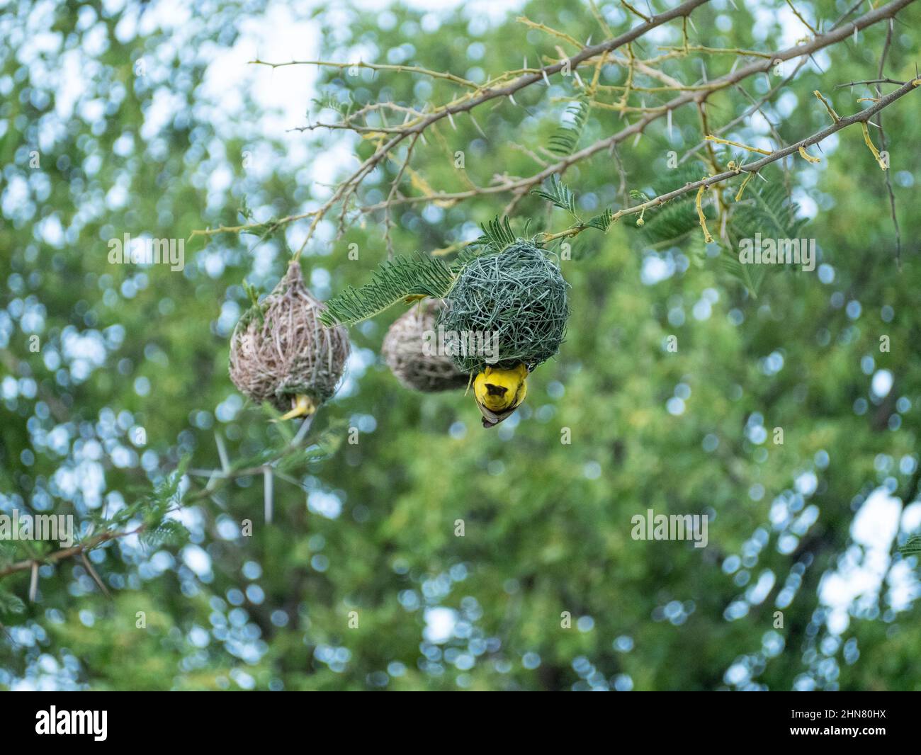 Birds nests texture hi-res stock photography and images - Alamy