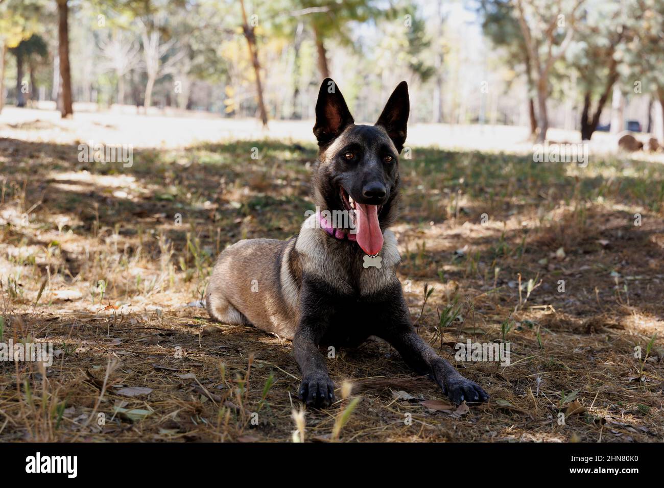 Dark colored dog hi-res stock photography and images - Alamy