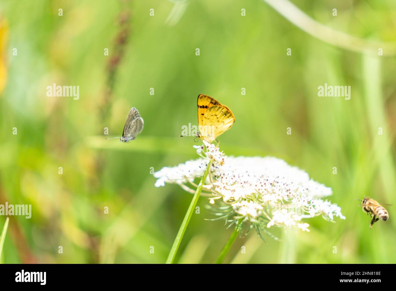 Three insects around Queen Annes lace wildflower pollinating focus on ...