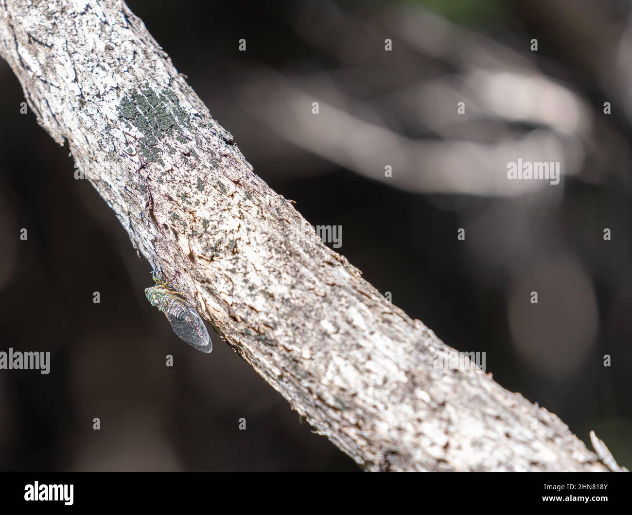 Chorus cicada on branch in New Zealand bush Stock Photo - Alamy