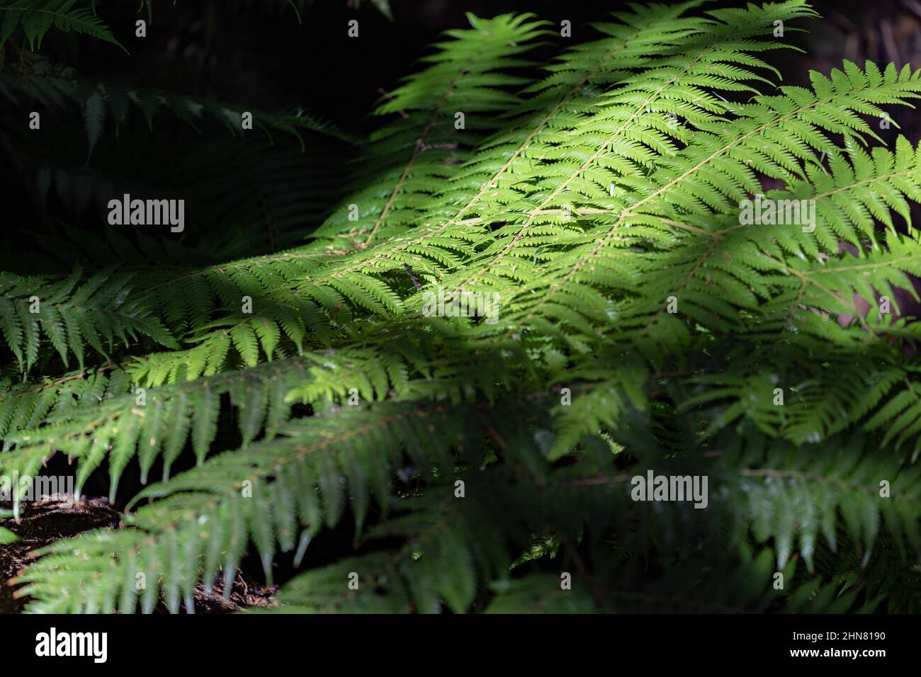 Closeup tree fern frond catches sunlight through canopy shadows in New ...
