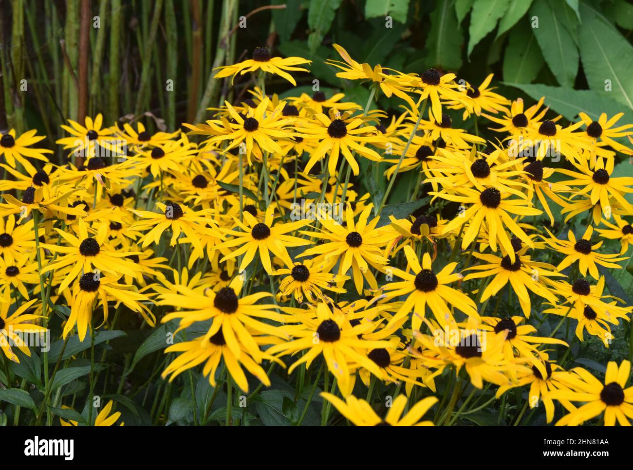 Orange coneflowers (Rudbeckia fulgida), black eyed susan, england Stock ...