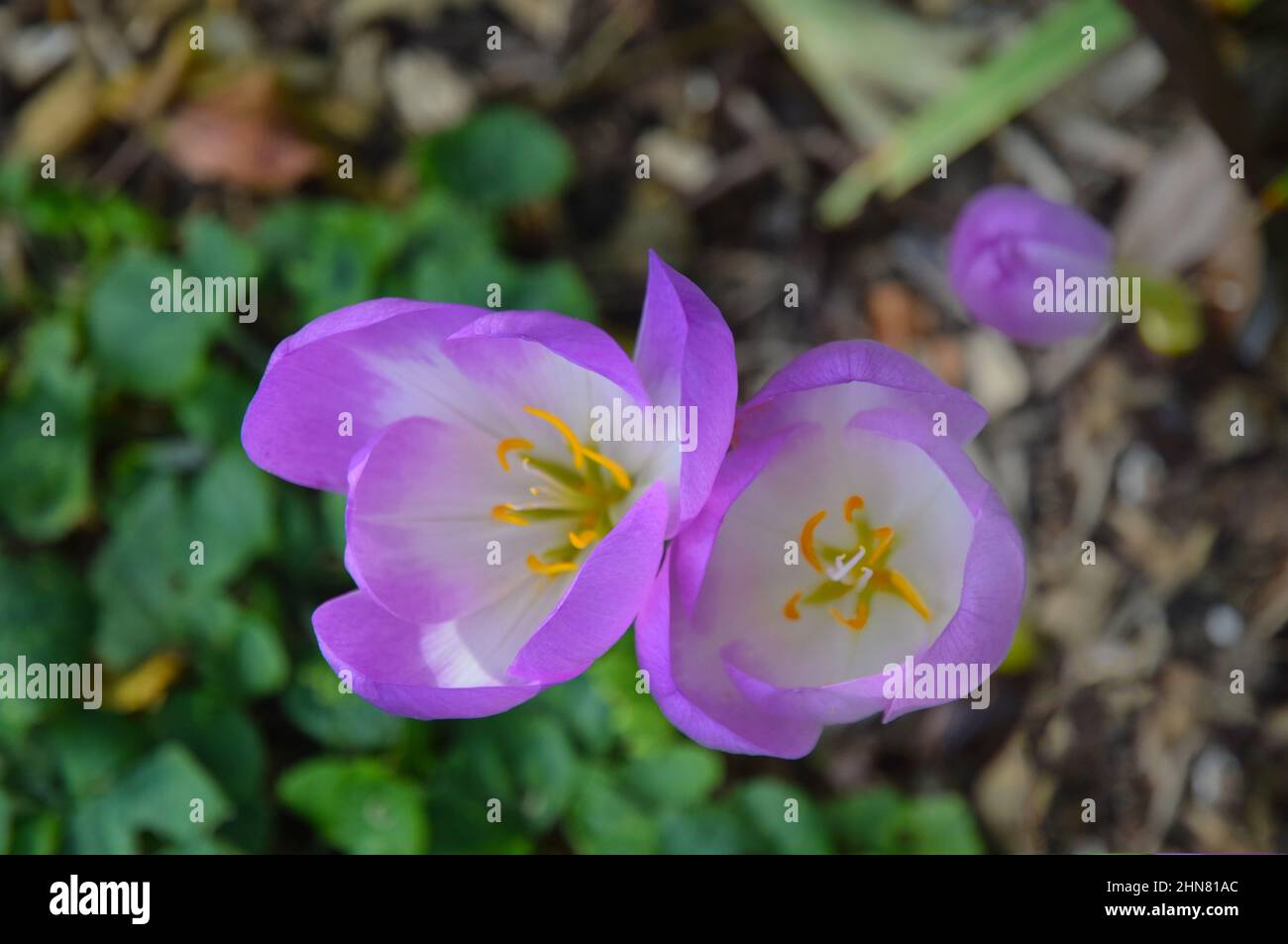 Gigantic blooms hi-res stock photography and images - Alamy