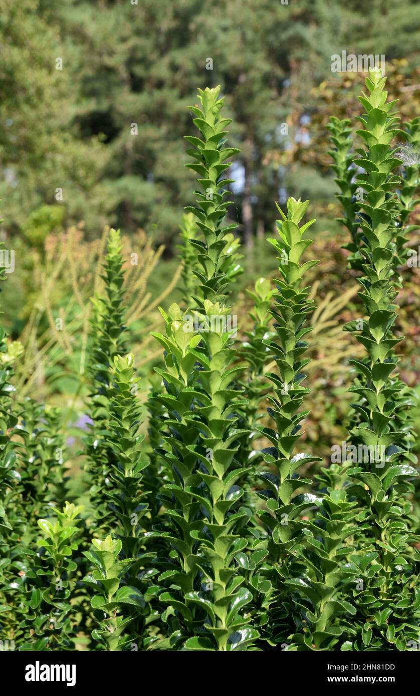 Euonymus Japonicus ‘Benkomasaki’ (Japanese Spindle ‘Benkomasaki ...