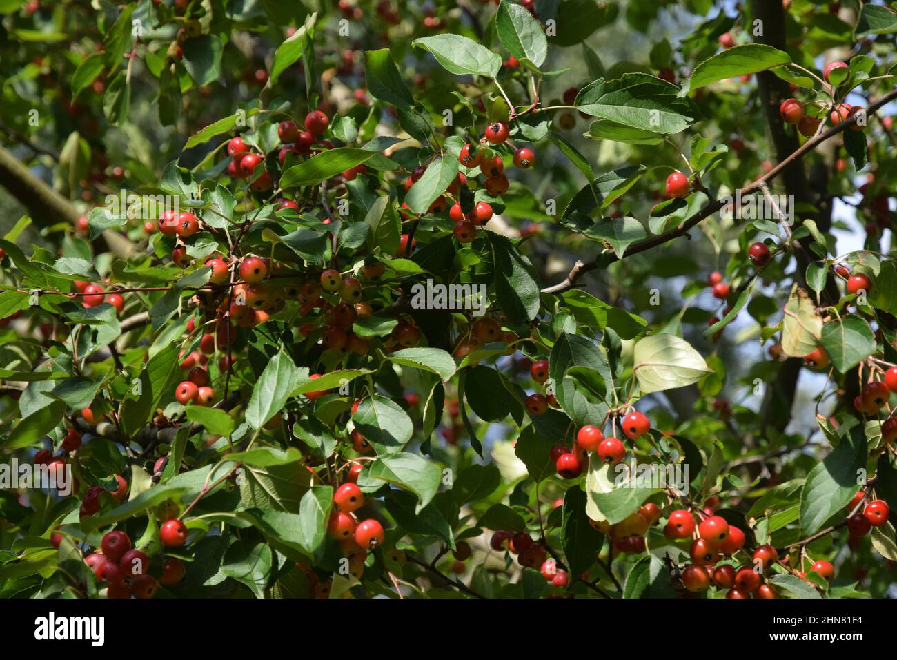 Crab apple berries hi-res stock photography and images - Alamy