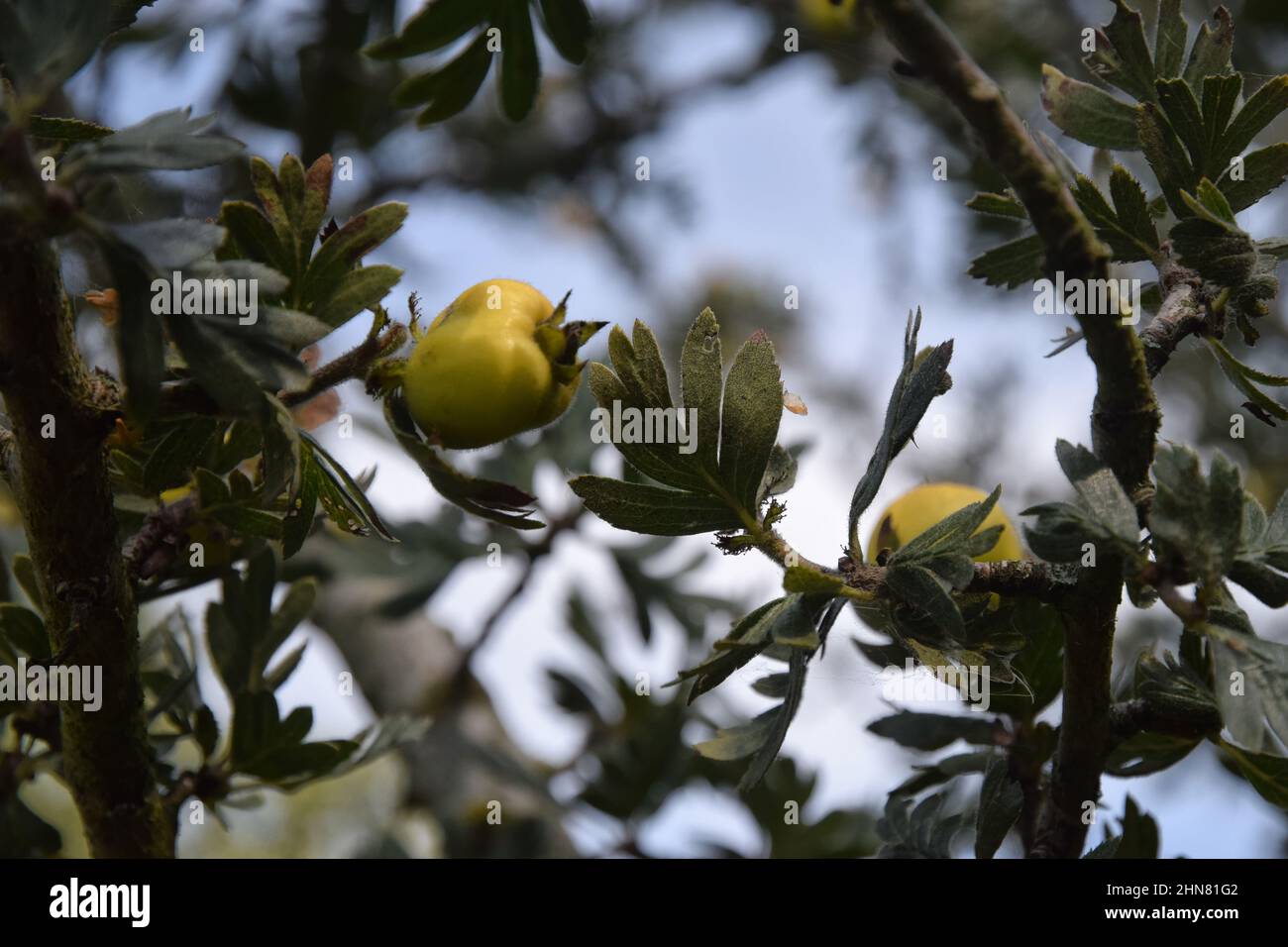Crataegus azarolus - Yellow Hawthorn Stock Photo - Alamy