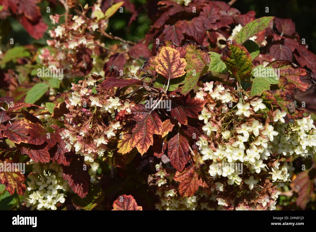 oak leaved hydrangea in autumn, england Stock Photo - Alamy
