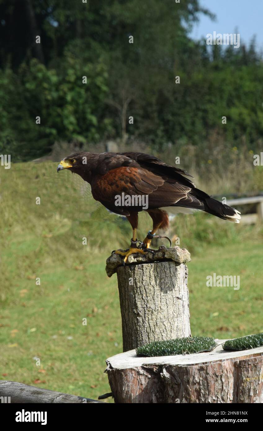harris hawk, england Stock Photo - Alamy