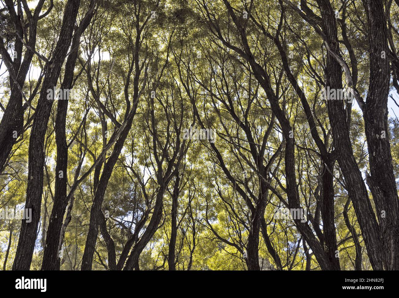 Wavy branches of trees with green foliage stand out with silhouettes ...