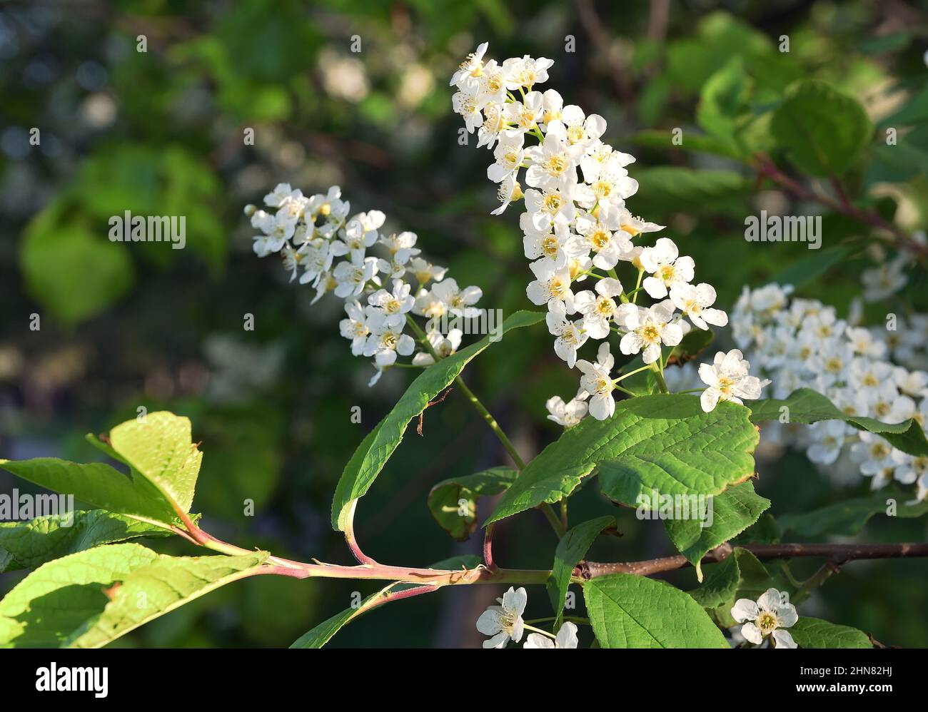 Small flowers close-up on a tree branch with green leaves in spring ...