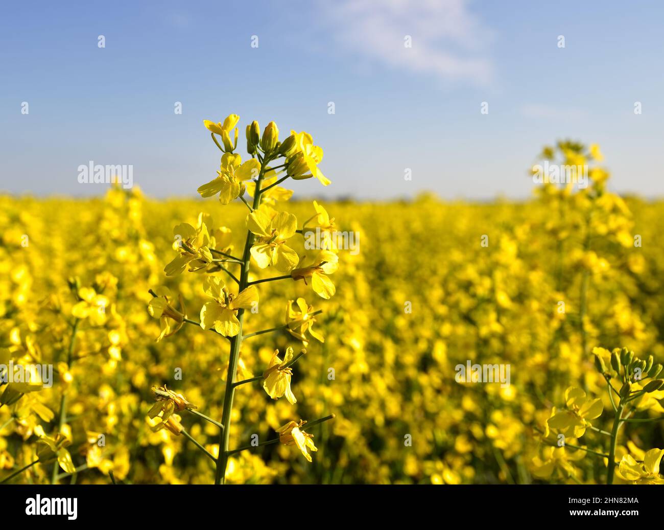 Bright yellow rapeseed flowers against the background of an ...