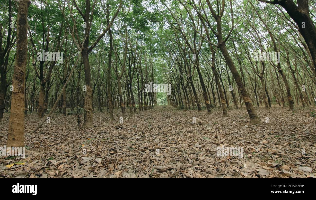 The traveler walks between trees plantation agriculture of asia for ...