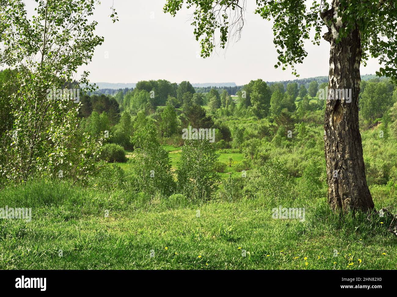 White birch trunk, green grass, forest and meadows to the horizon, sky ...