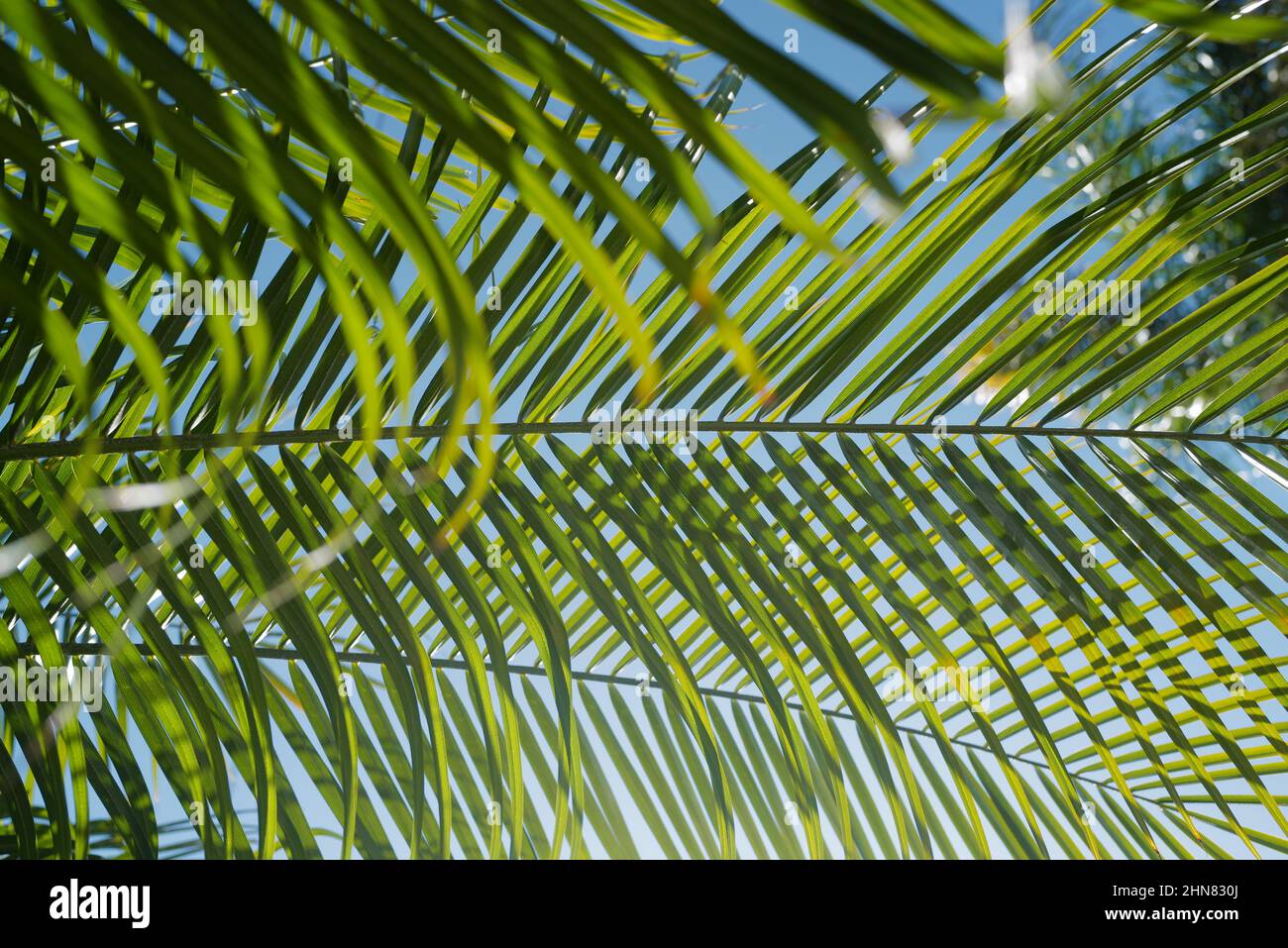 Coconut palm trees green texture background. Tropical palm coconut ...