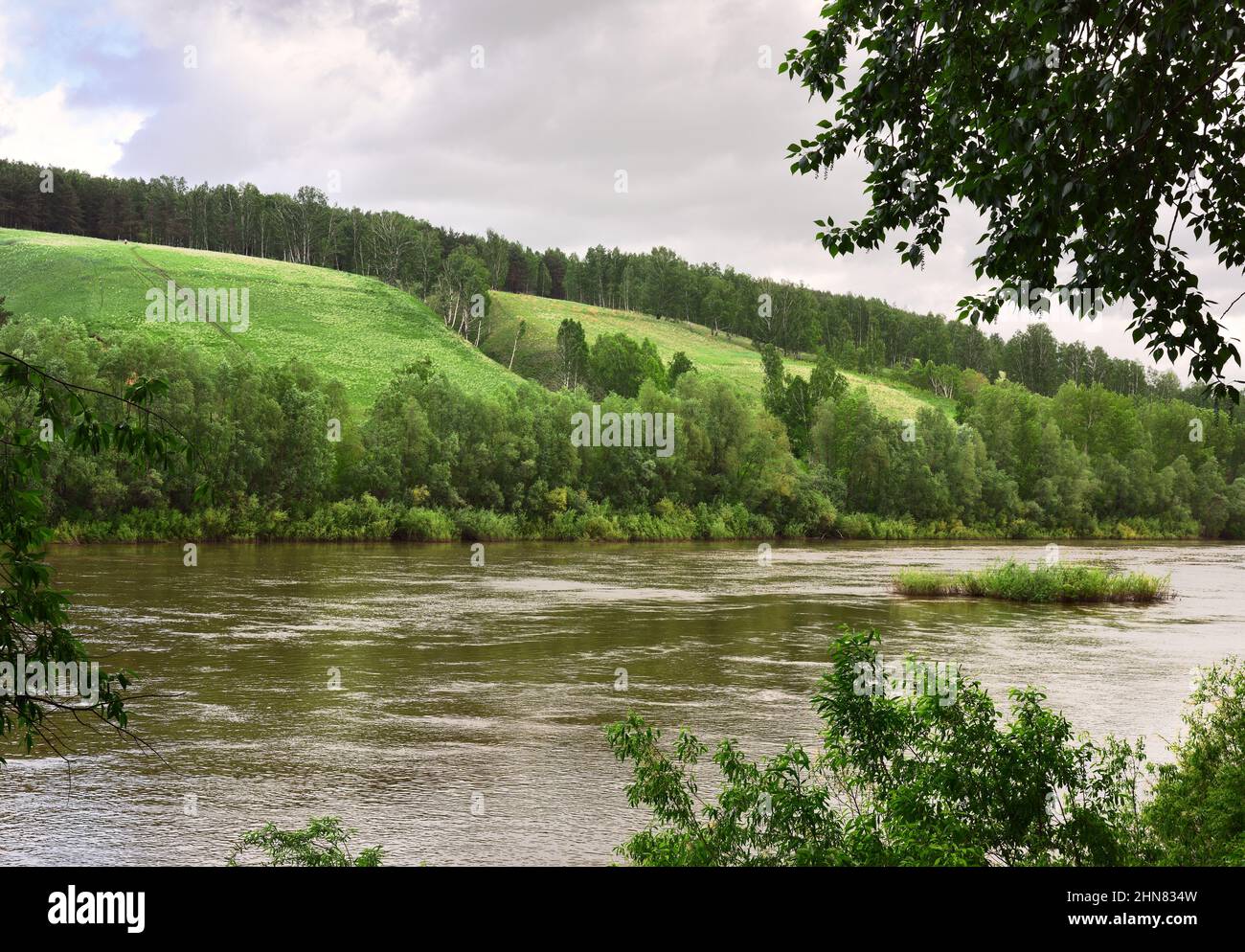 High steep river Bank, overgrown with trees with fresh foliage, water ...