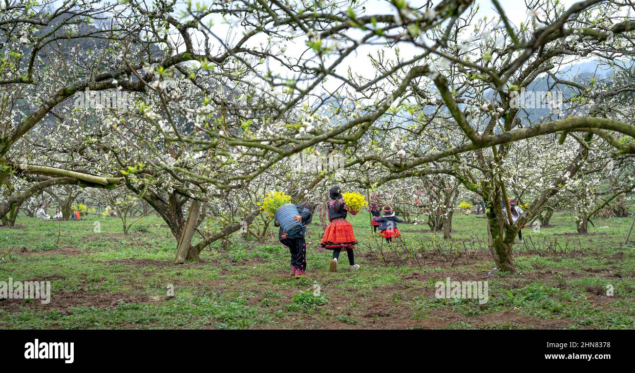 Na Ka Moc Chau Plum Valley, Son La Province, Vietnam - January 12, 2022 ...