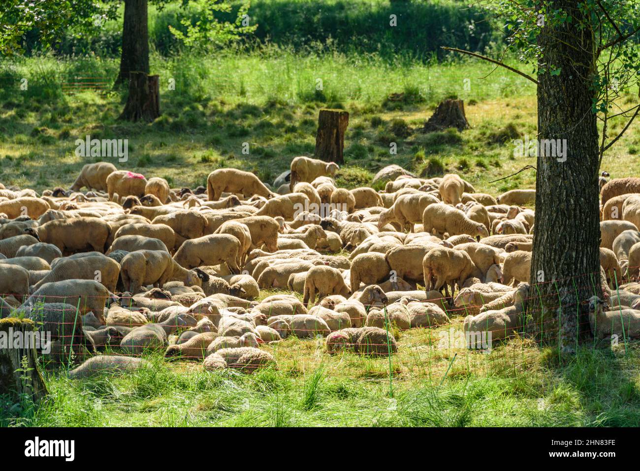 Resting flock of sheep in the shady forest Stock Photo - Alamy