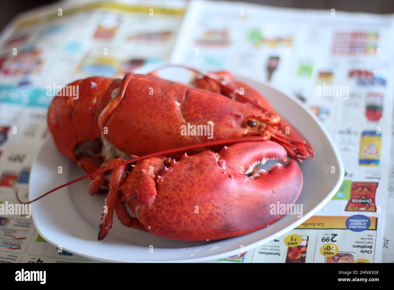 large red lobster Stock Photo - Alamy