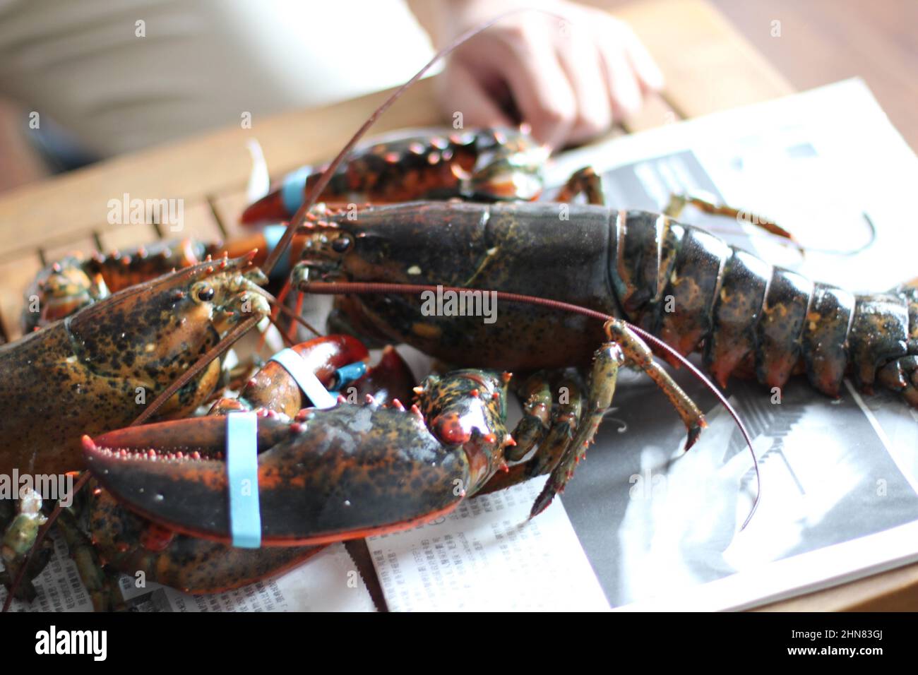large raw lobster Stock Photo - Alamy