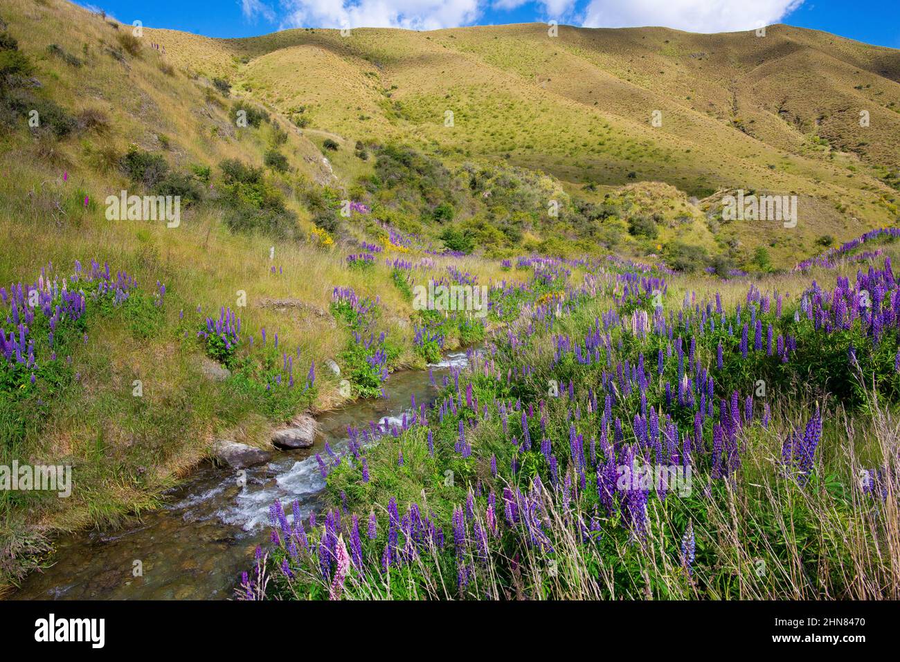 Mesmerizing view of plants growing in a field with mountain Stock Photo ...